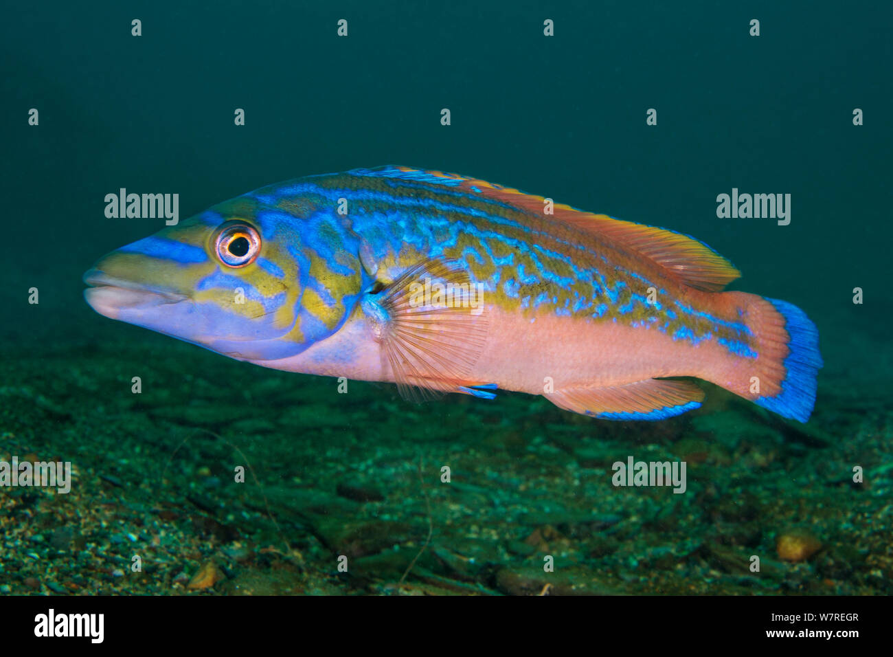 A portrait of a male Cuckoo wrasse (Labrus mixtus), showing his bright ...