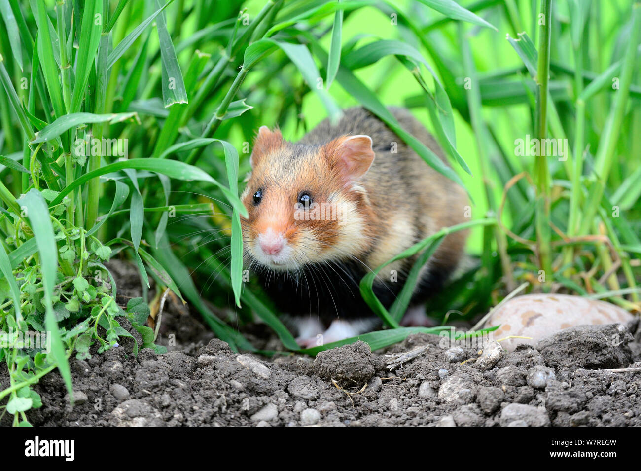 Common hamster (Cricetus cricetus), Alsace, France, May, captive Stock ...