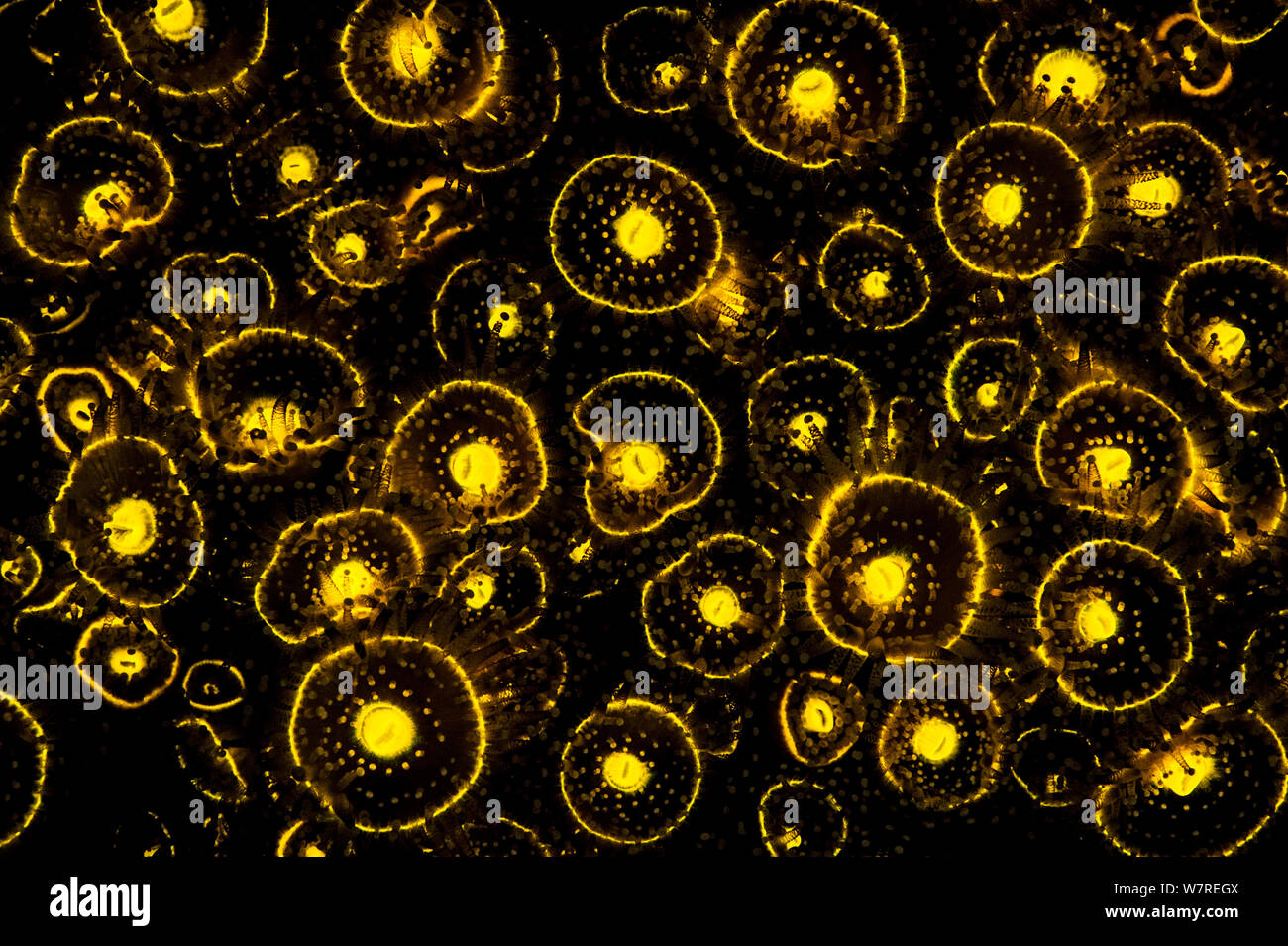 Fluorescent colours hi-res stock photography and images - Alamy