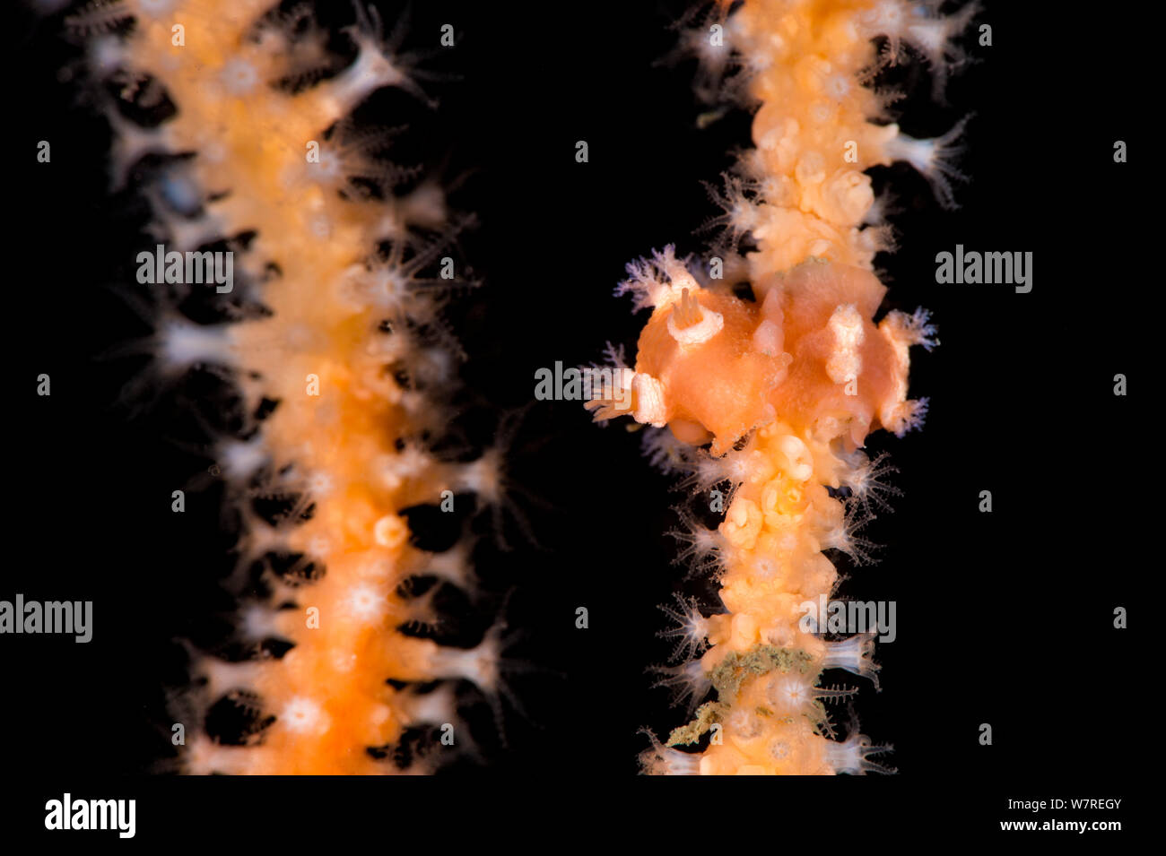 Warty sea slug hi-res stock photography and images - Alamy