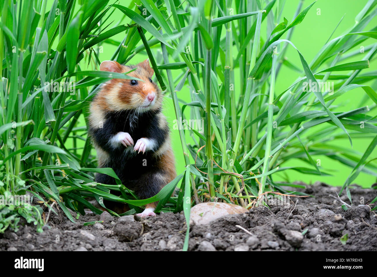 Common hamster (Cricetus cricetus) standing on hind legs, Alsace ...
