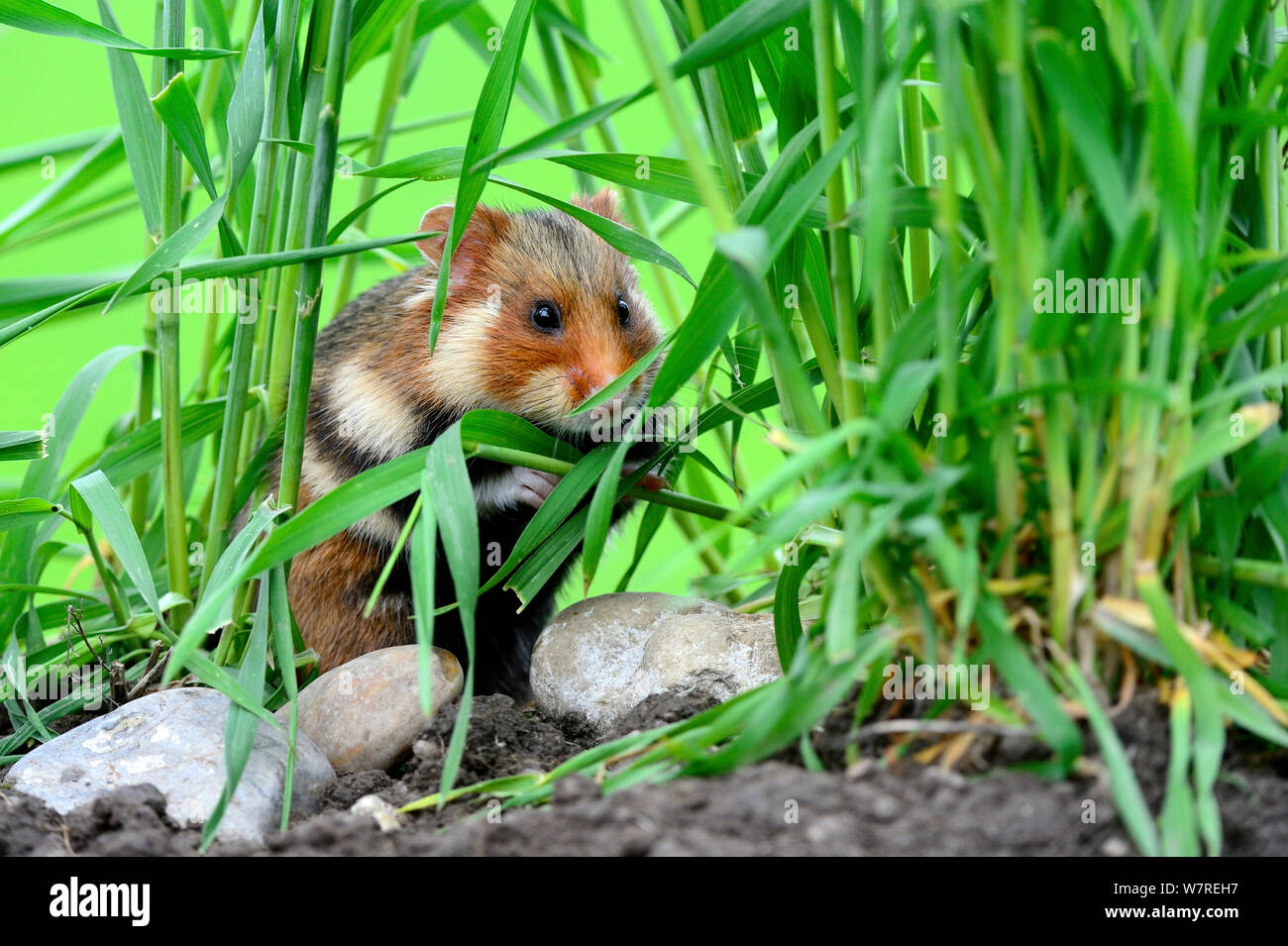 Common hamster (Cricetus cricetus) standing on hind legs, Alsace ...