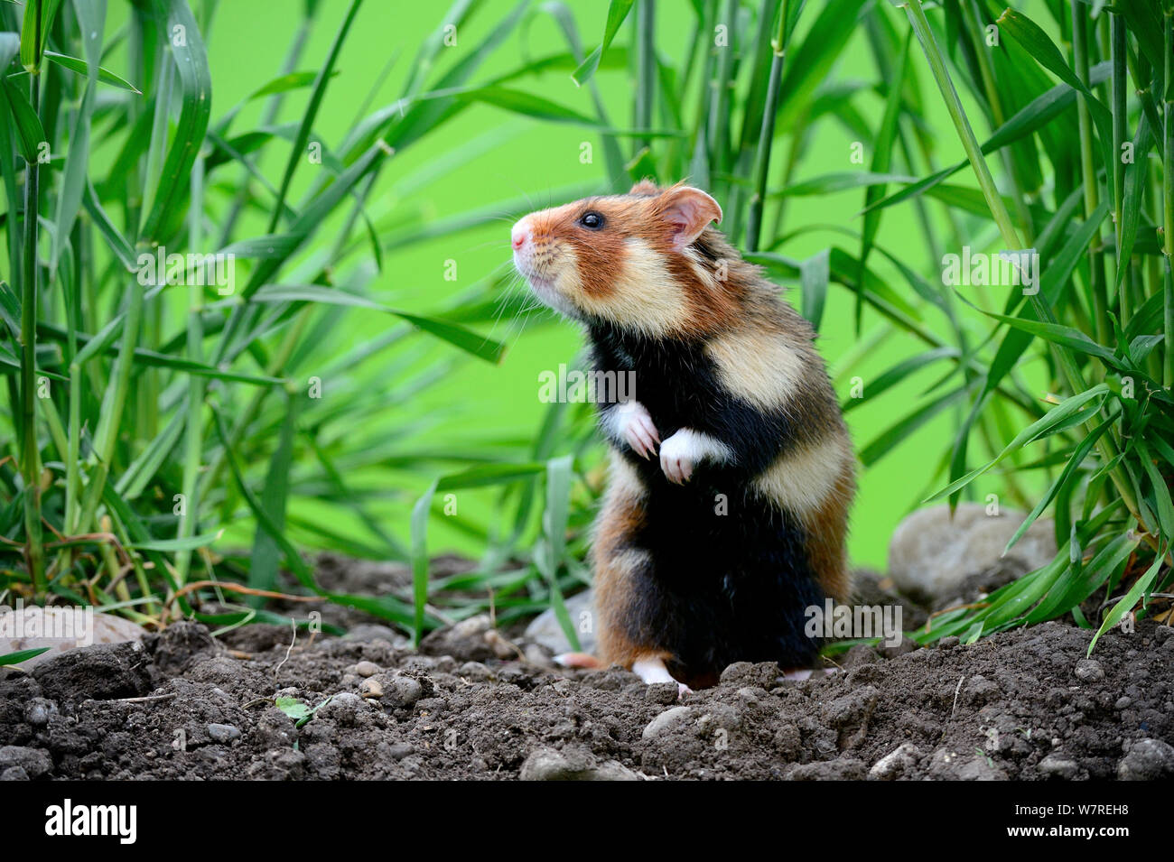 Common hamster (Cricetus cricetus) standing on hind legs, Alsace ...