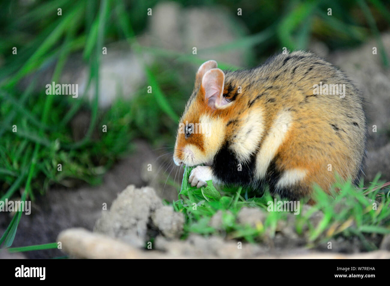 Common hamster feeding (Cricetus cricetus) Alsace, France, April ...