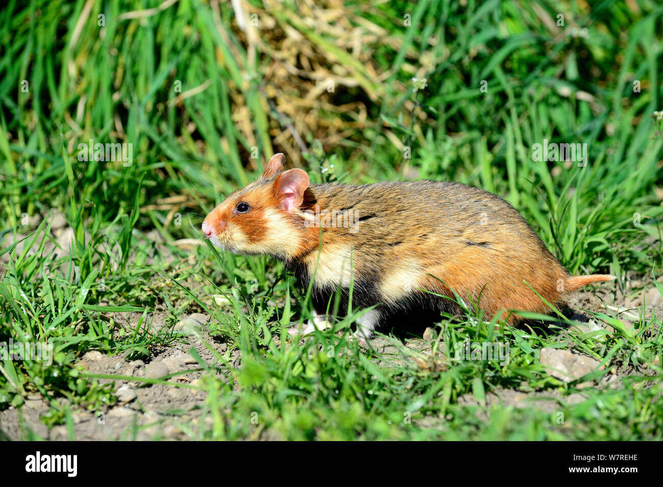 Common hamster (Cricetus cricetus), foraging in a field, Alsace, France ...