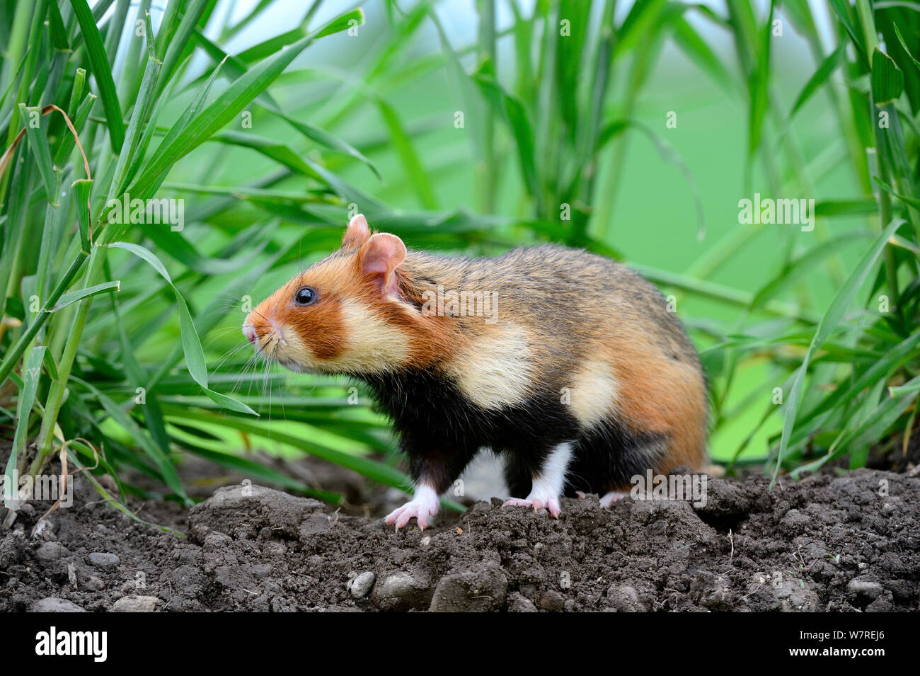 Common hamster (Cricetus cricetus), Alsace, France, May, captive Stock ...