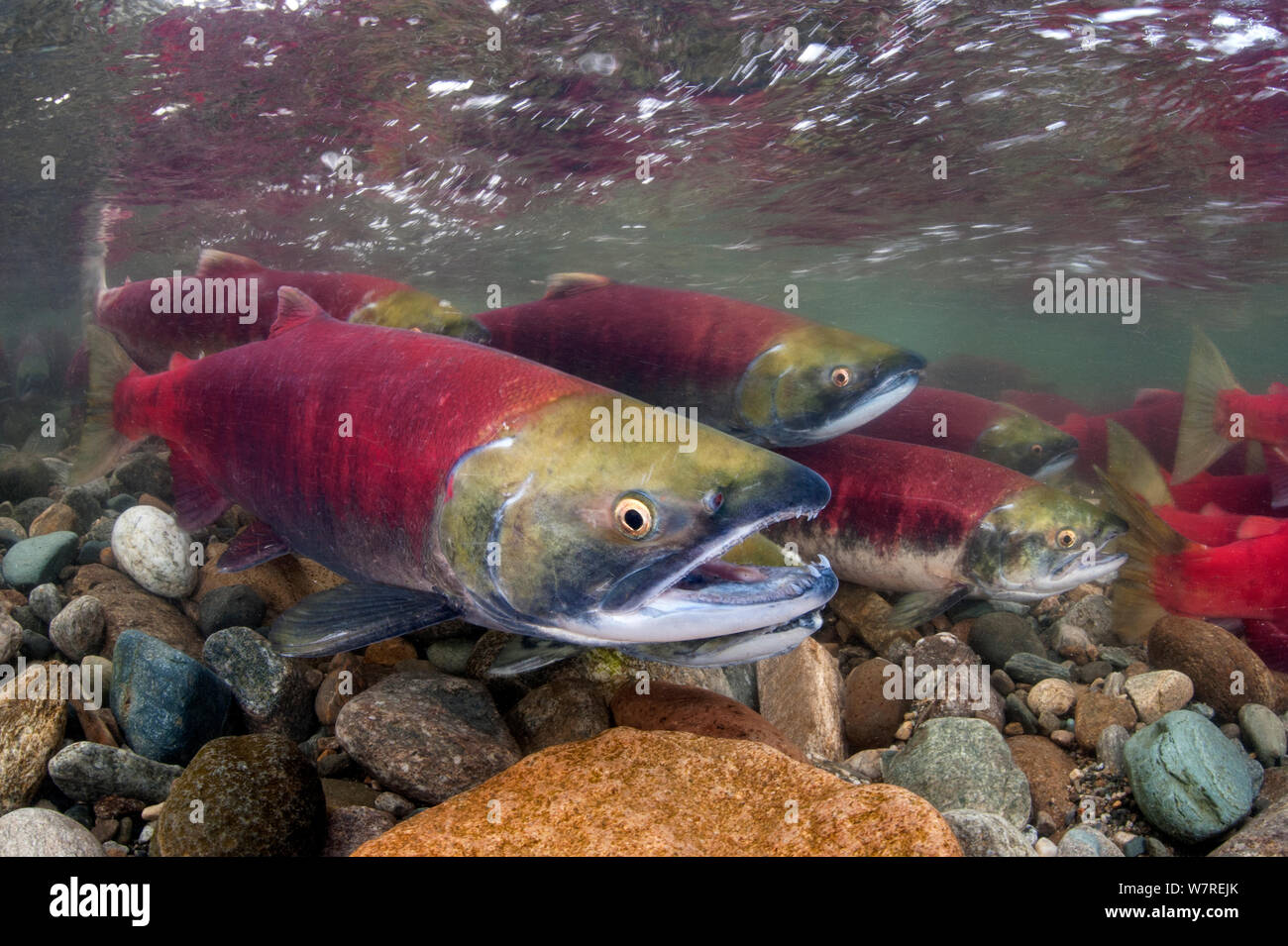 Group of female Sockeye salmon (Oncorhynchus nerka) migrate to their ...