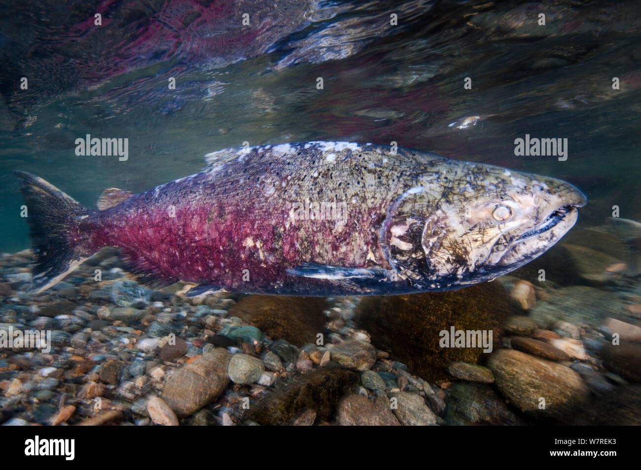 British freshwater fish hi-res stock photography and images - Alamy