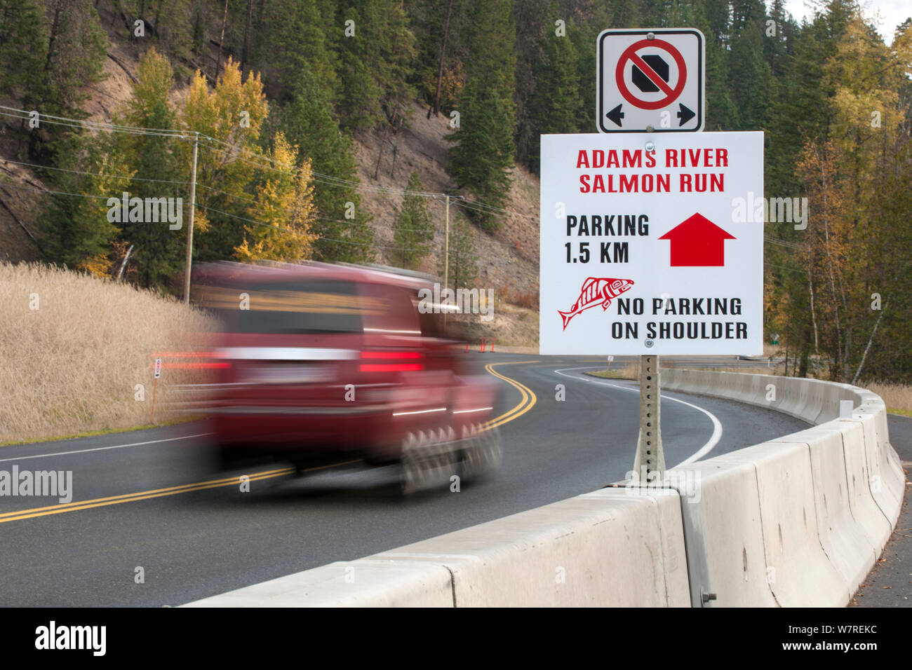 Road sign for Sockeye salmon (Oncorhynchus nerka) spawning eco-tourism ...