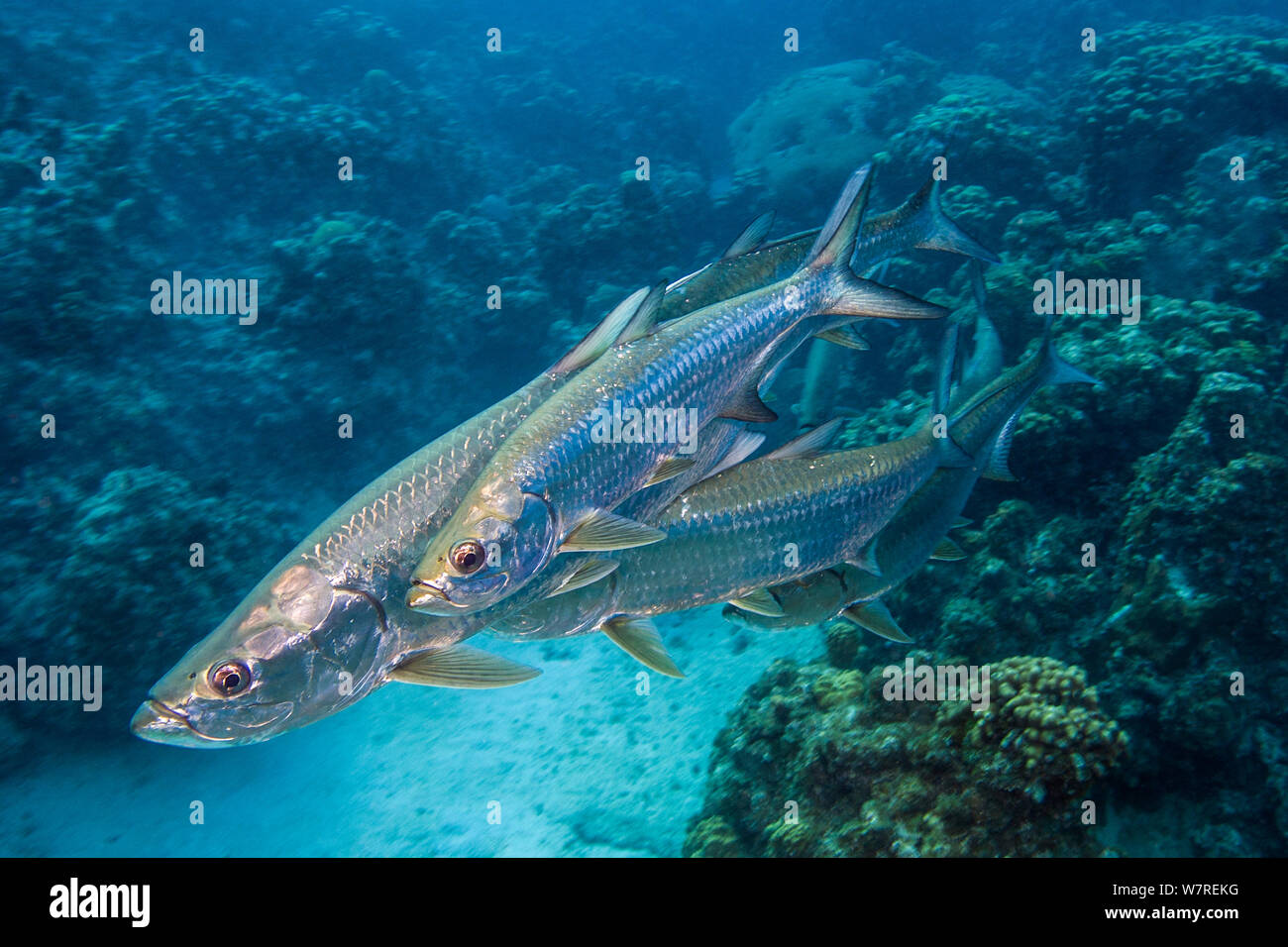 Group of smaller male Tarpon (Megalops atlanticus) rub along the flanks ...