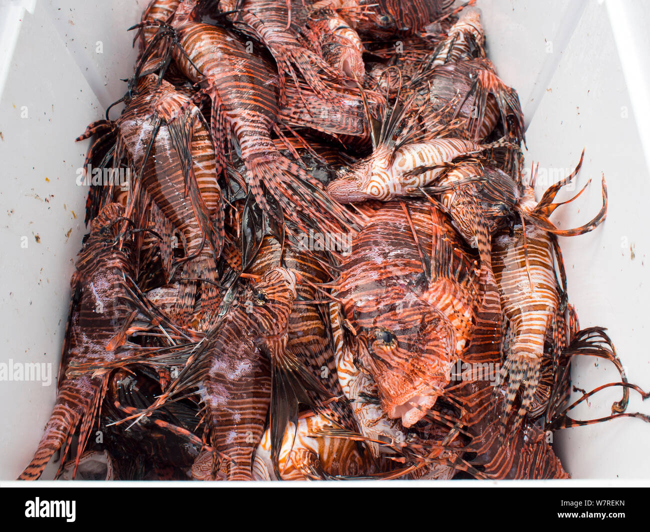 Americas most common butterfly hi-res stock photography and images - Alamy