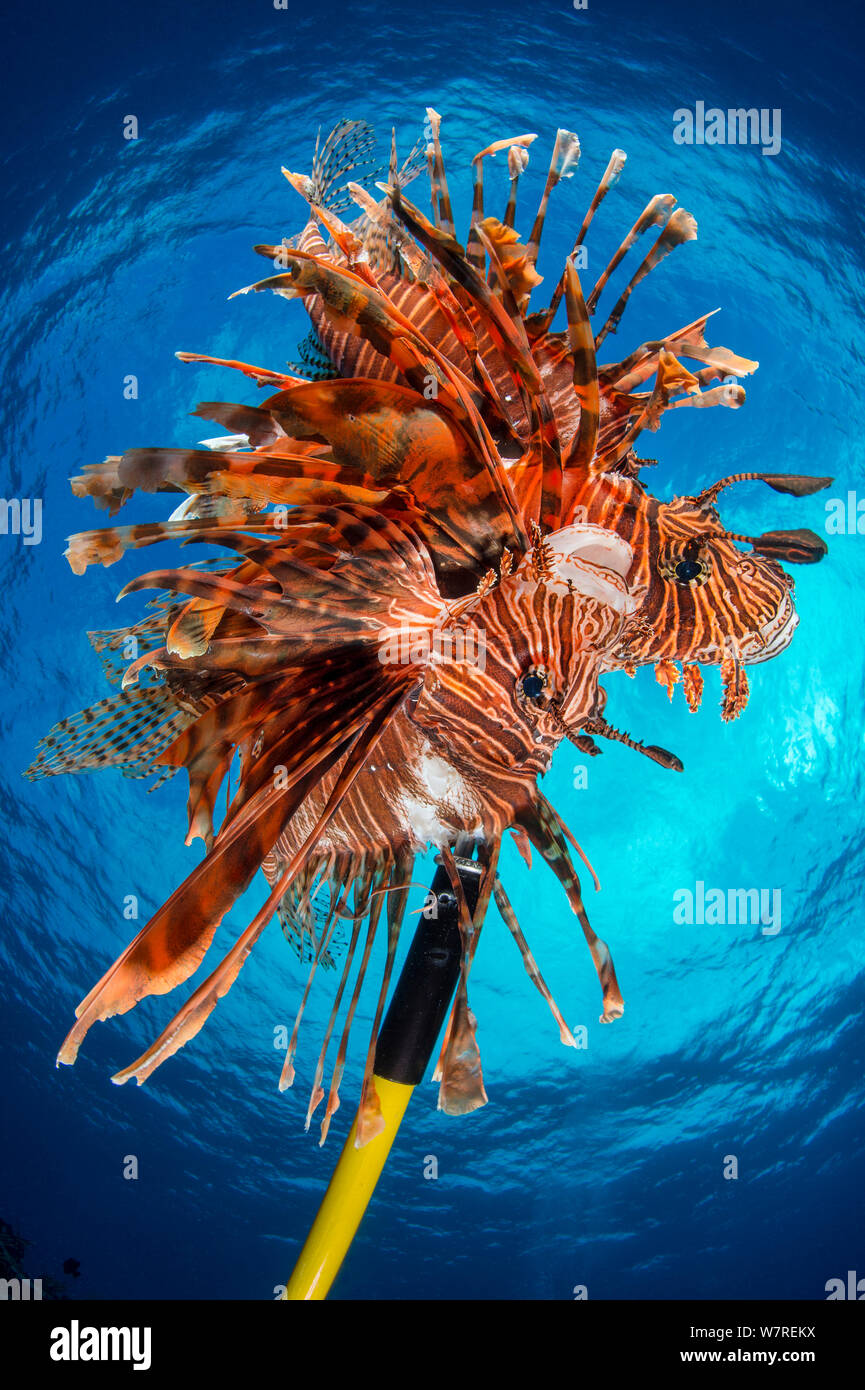 Culled invasive lionfish (Pterois volitans) on a hand spear. Lionfish ...