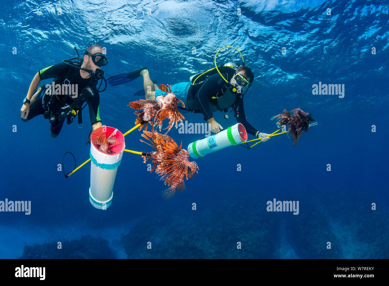 Pair of divers prepare to surface after an invasive lionfish (Pterois ...