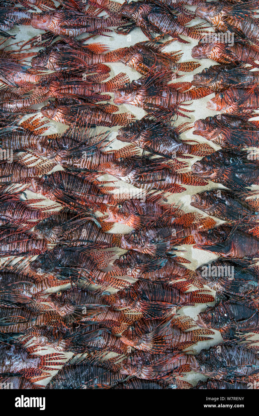 Be culled came day hi-res stock photography and images - Alamy