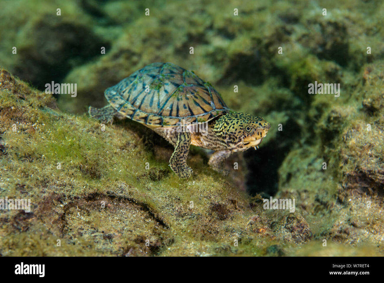 Loggerhead musk turtle (Sternotherus minor) scurries across the bed of ...