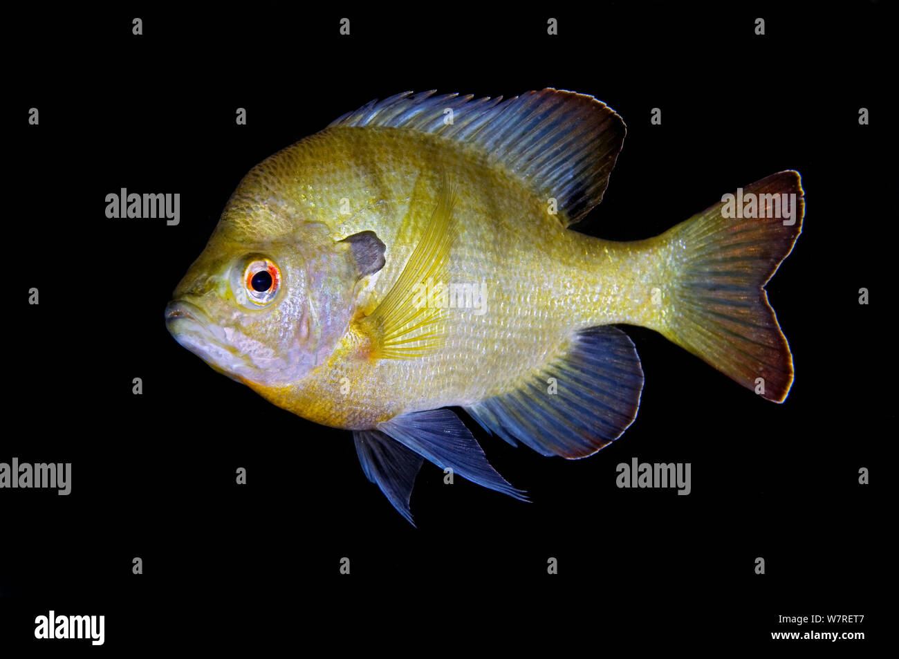 Bluegill fish hi-res stock photography and images - Alamy