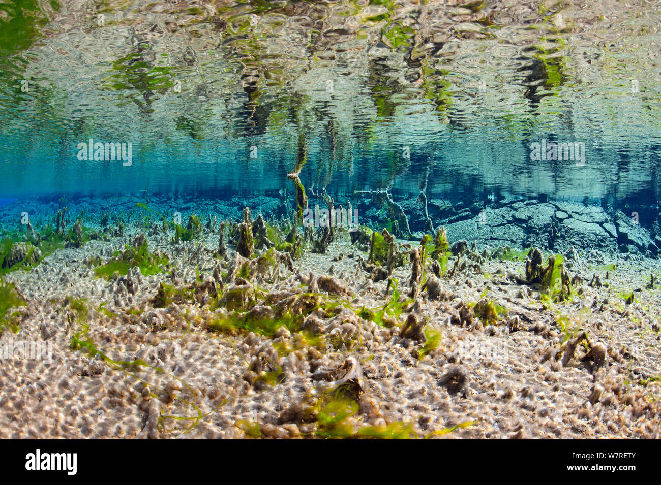 Algae growing on the floor of a shallow, freshwater lake in the ...