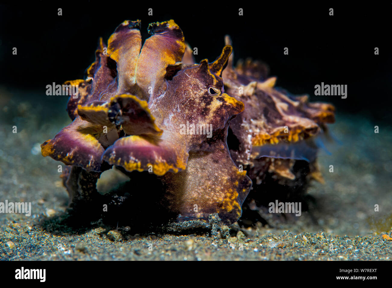 Portrait of a Flamboyant cuttlefish (Metasepia pfefferi) as it prowls ...
