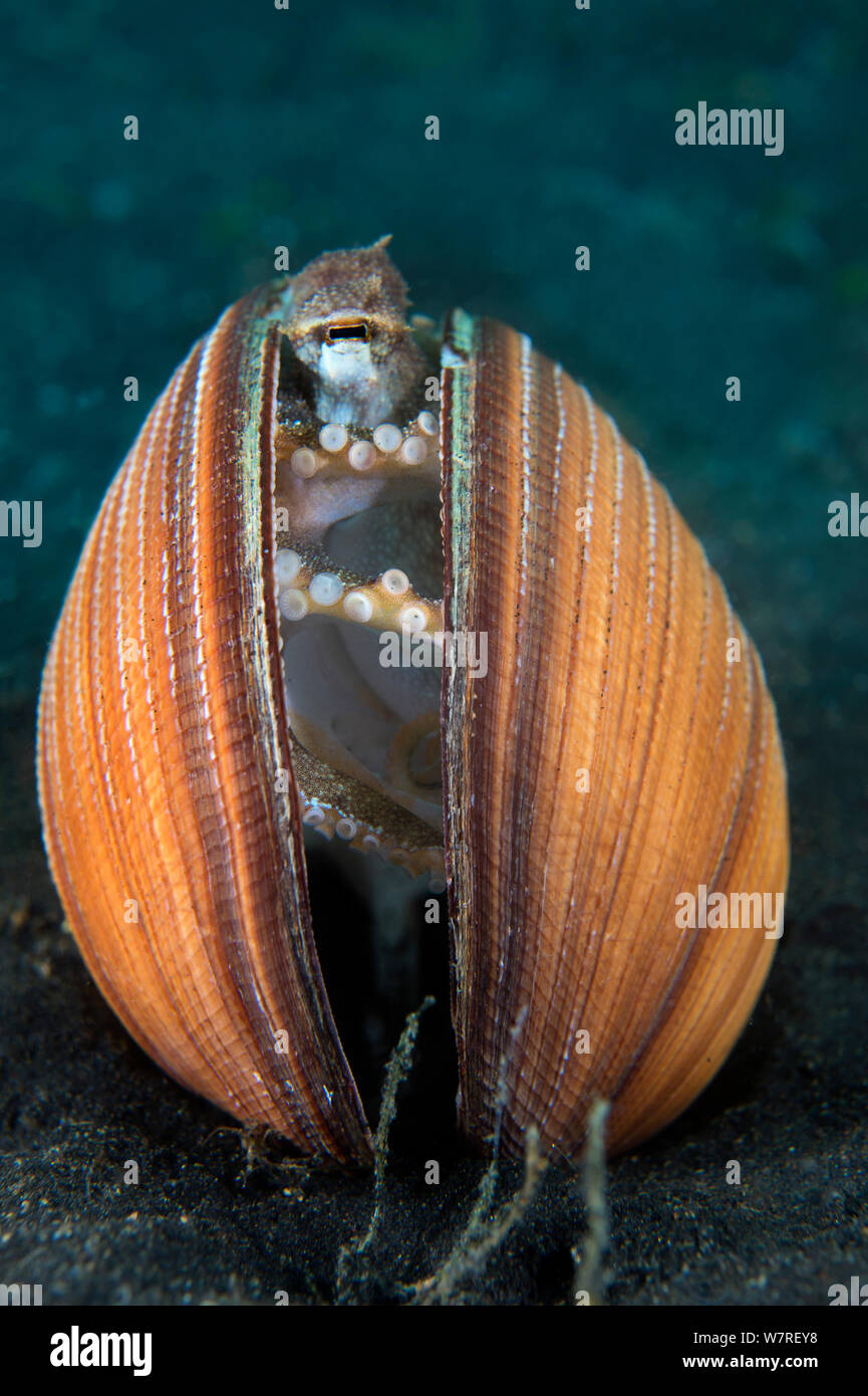 Octopus anatomy hi-res stock photography and images - Alamy