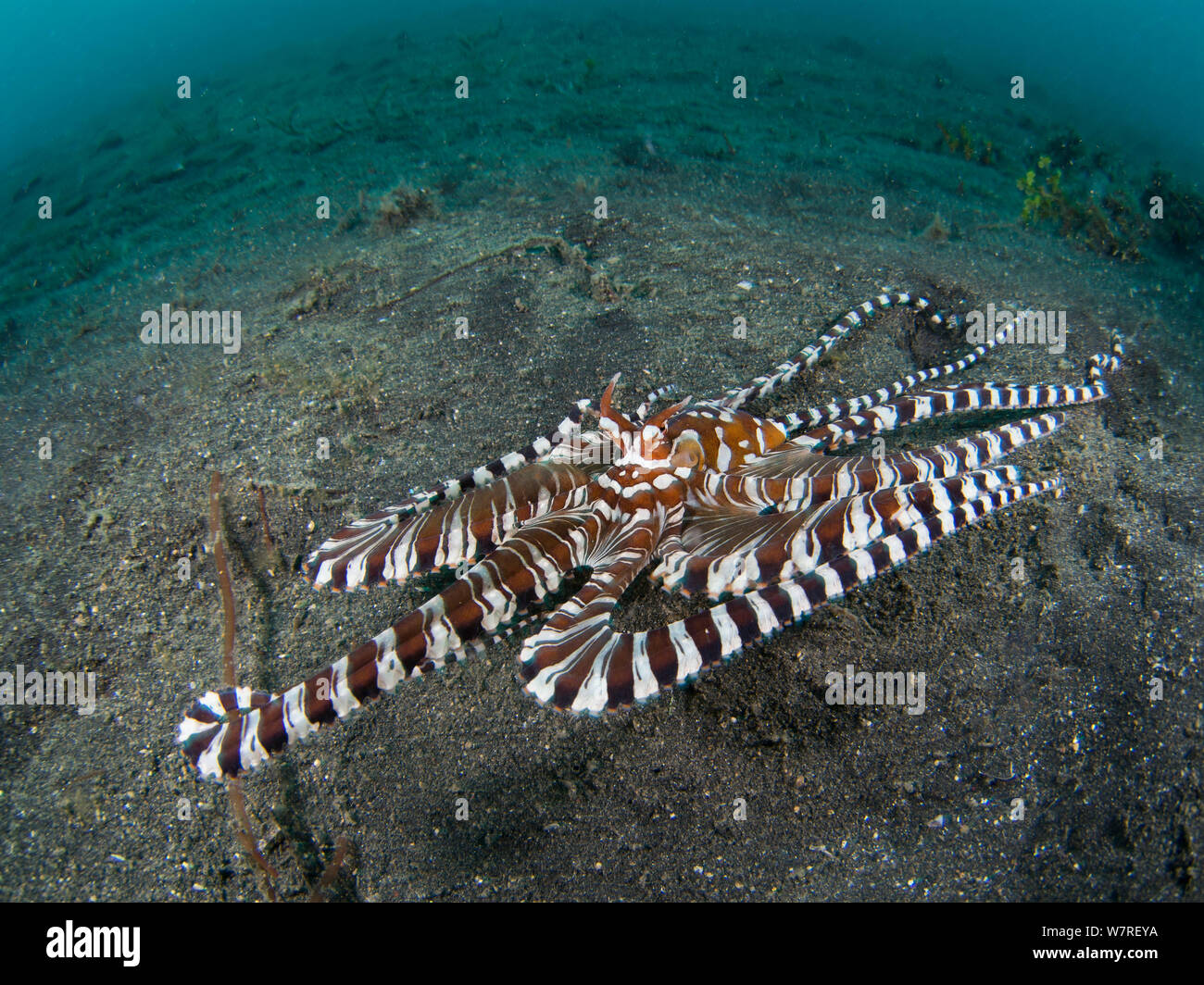 Octopus prey not hunting hi-res stock photography and images - Alamy