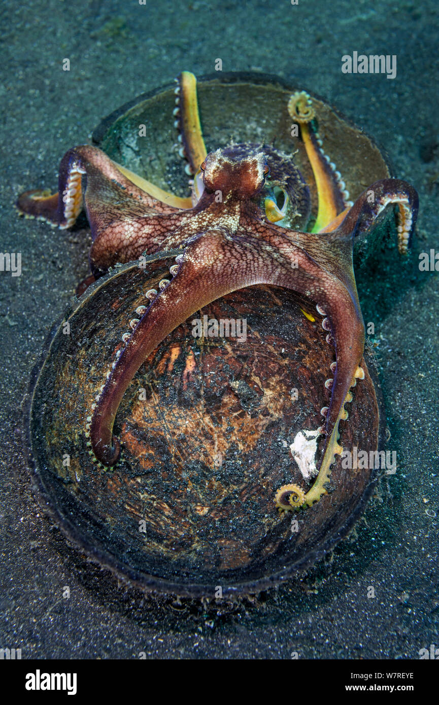 Veined octopus (Amphioctopus marginatus) using two halves of a coconut ...