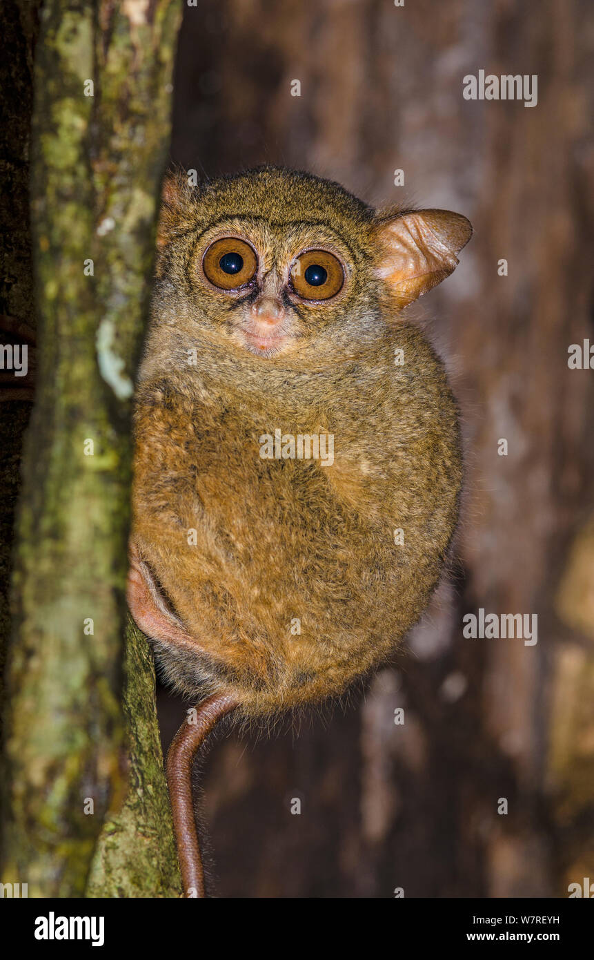 Tarsier Wallpaper