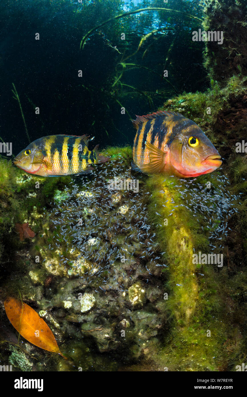 Male cichlids fish hi-res stock photography and images - Alamy