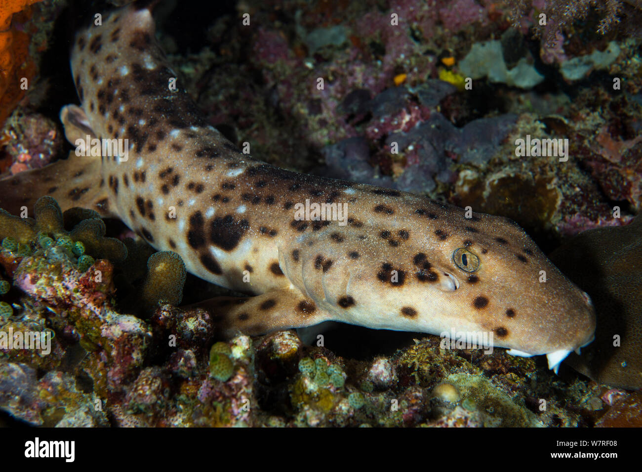 Indonesian speckled carpet shark hi-res stock photography and images ...
