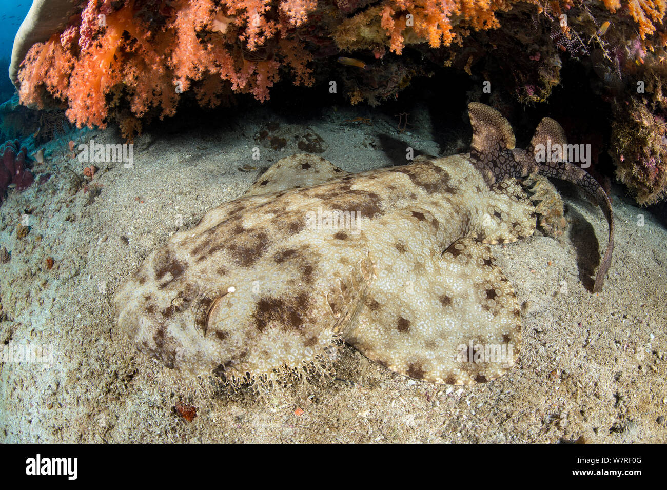 Tassled Wobbegong Shark Eucrossorhinus Dasypogon Resting Under Coral Covered In Orange Soft