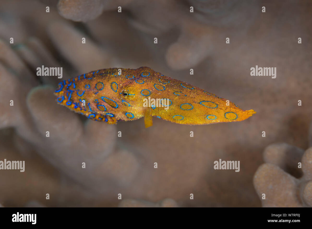 Blue ringed octopus (Hapalochlaena lunulata) swims, jet propelled ...