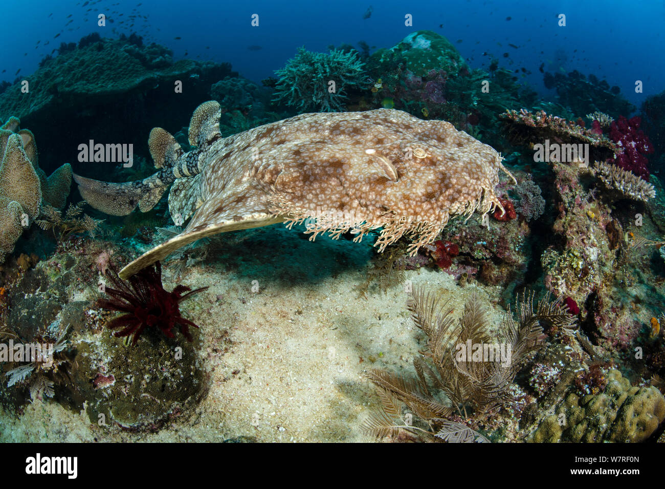 Tassled Wobbegong Shark Eucrossorhinus Dasypogon Swimming Over Coral Reef Raja Ampat West