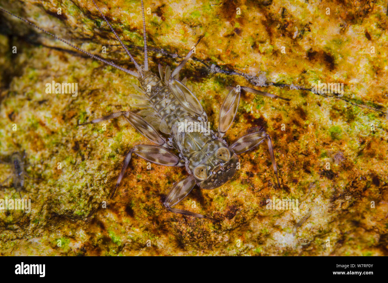 Mayfly Larva High Resolution Stock Photography and Images - Alamy