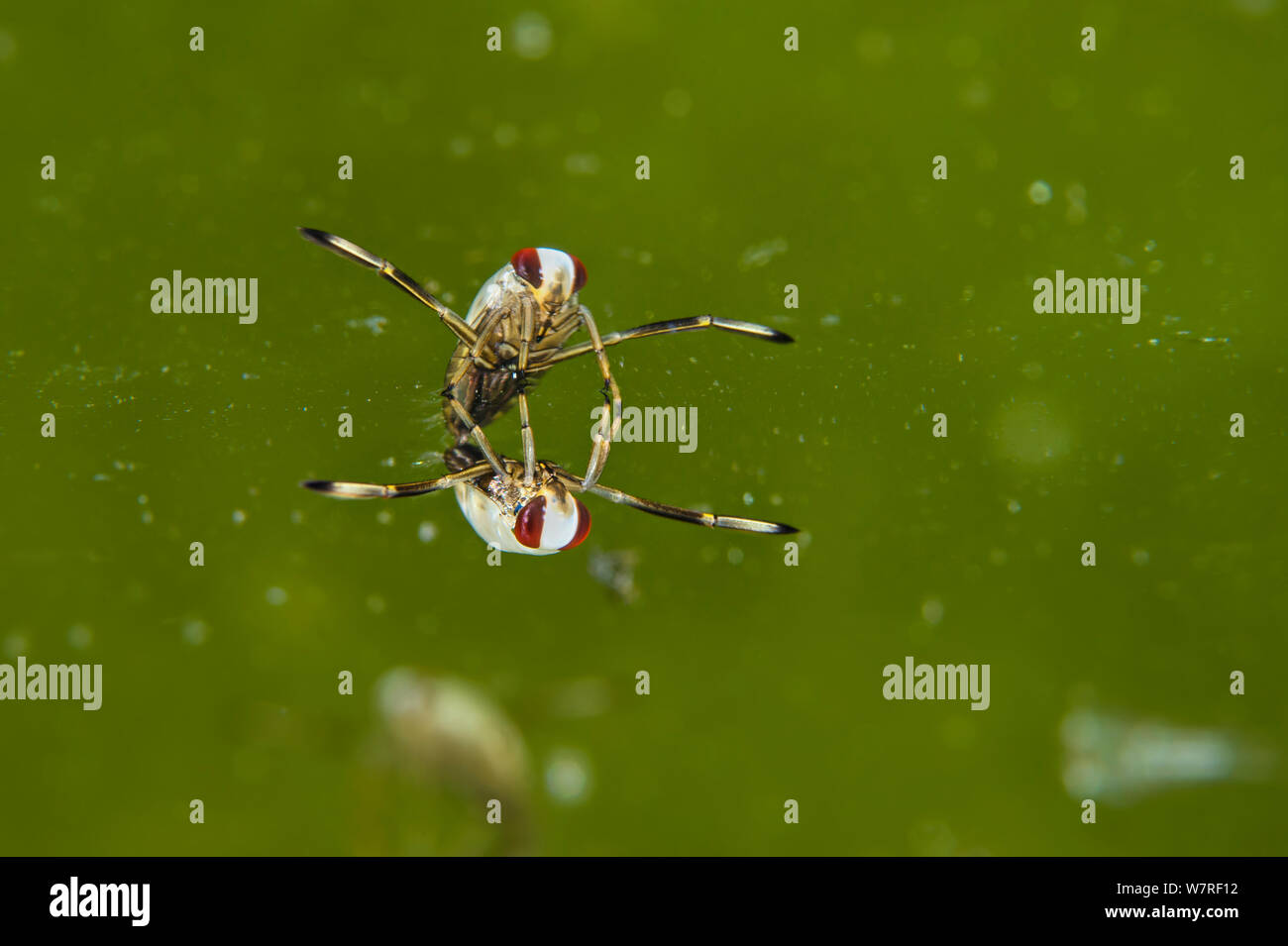 Common backswimmer (Notonecta) reflected in the surface in its normal ...