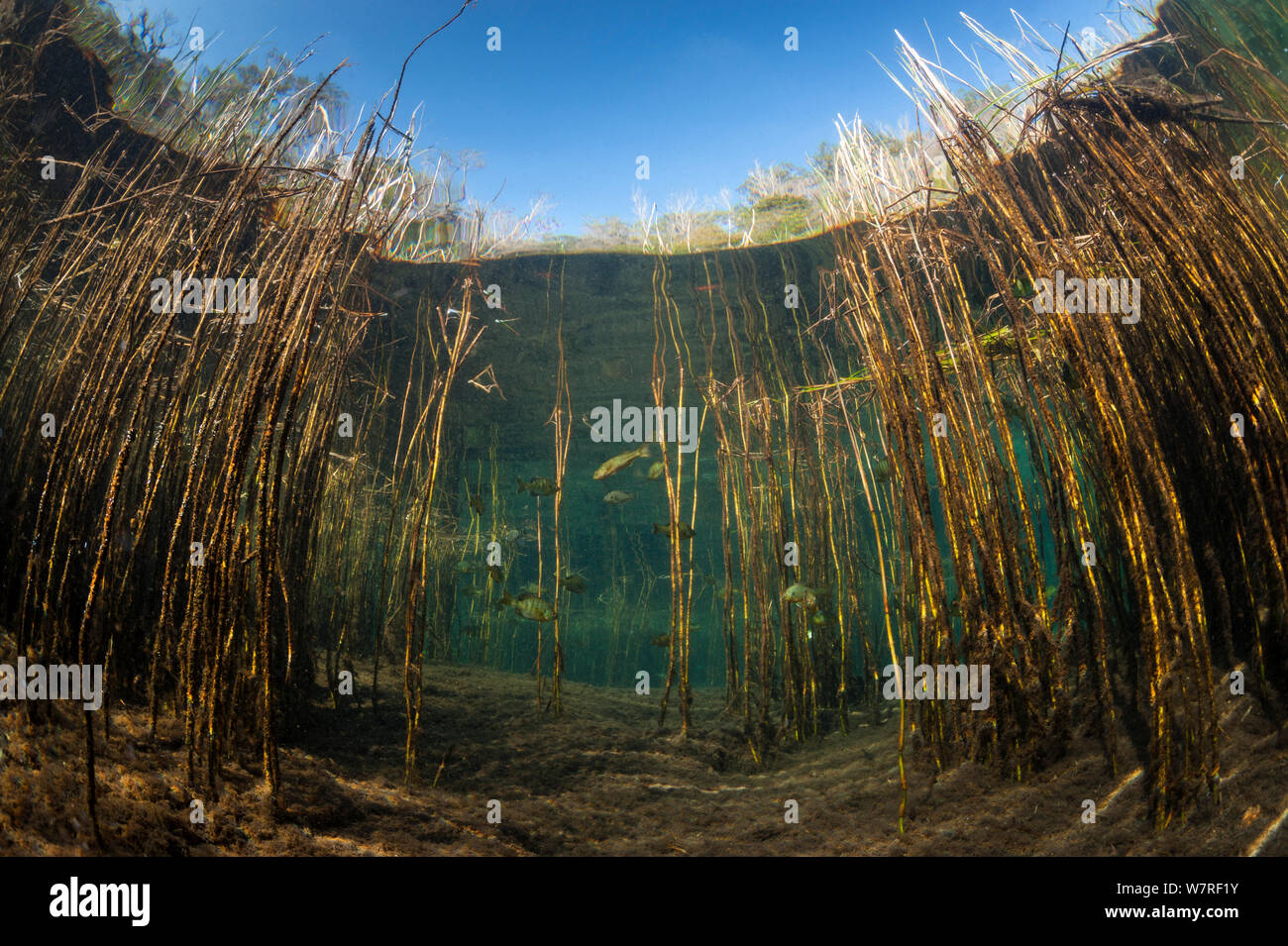 View of sky from underwater with Sunfish (Lepomis) swimming through ...