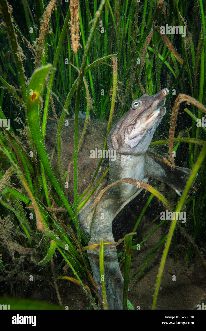 Apalone ferox florida softshell hi-res stock photography and images - Alamy