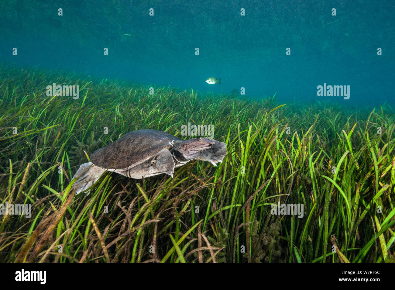 Bottom of a river hi-res stock photography and images - Alamy