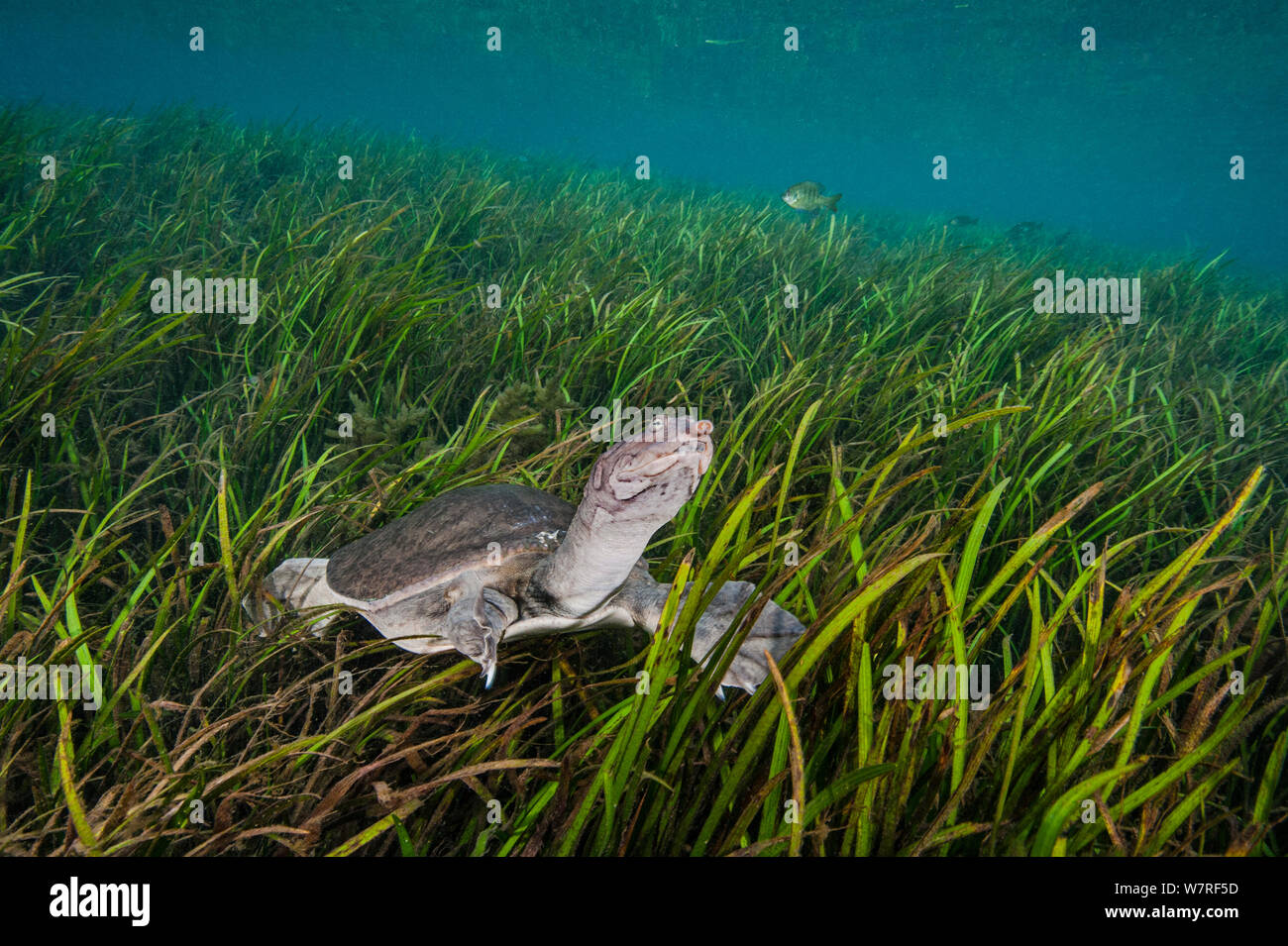 Florida softshell turtle (Apalone ferox) in plants at the bottom of a ...
