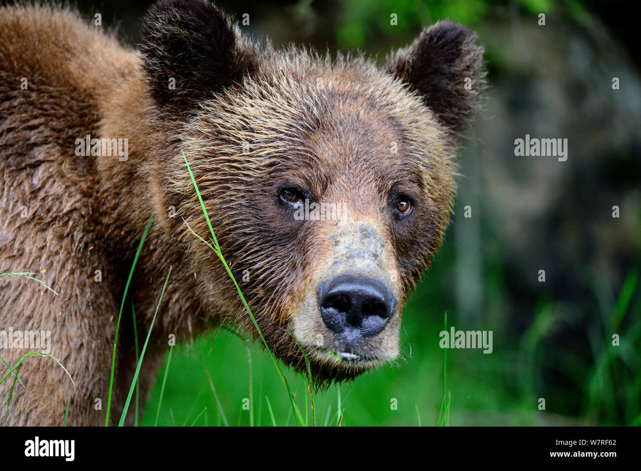 Head portrait of a female Grizzly bear (Ursus arctos horribilis) Khutzeymateen Grizzly Bear ...