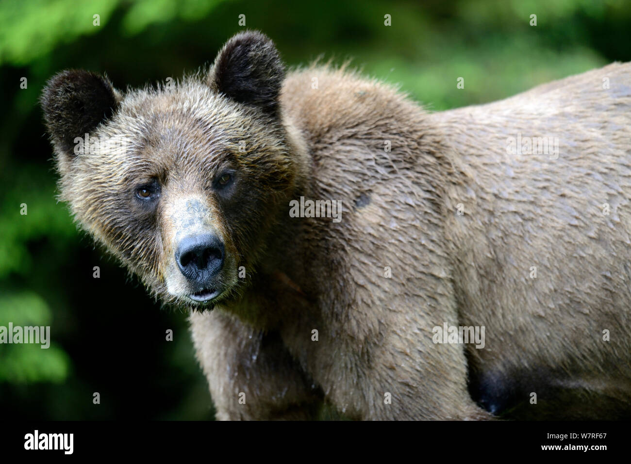 Head portrait of a female Grizzly bear (Ursus arctos horribilis) Khutzeymateen Grizzly Bear ...