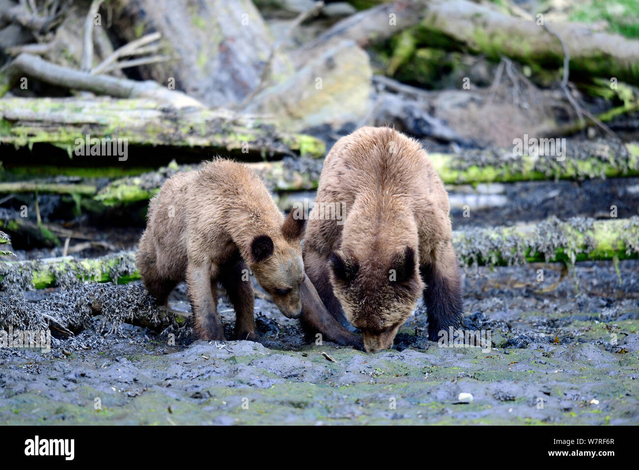 Baby clams hi-res stock photography and images - Alamy