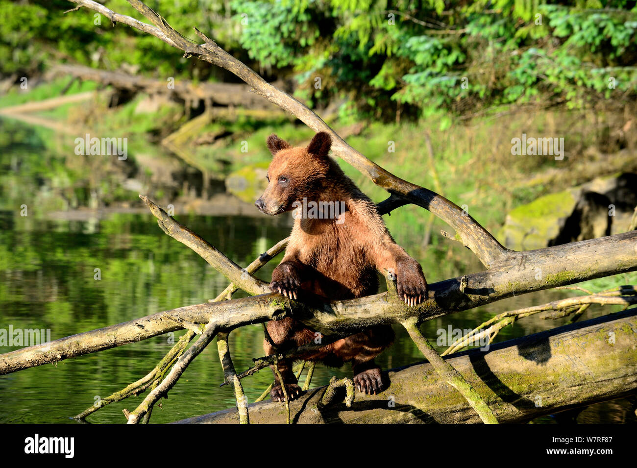 Bear on log hi-res stock photography and images - Alamy