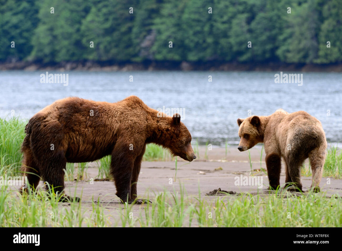 Male and female Grizzly bear courtship (Ursus arctos horribilis ...