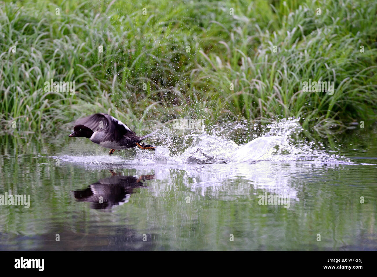 British water birds hi-res stock photography and images - Alamy