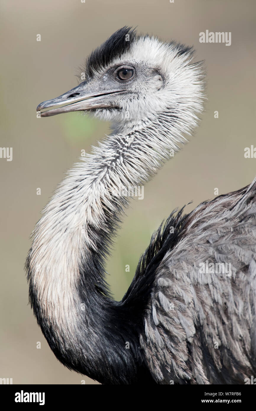 Rheas cerrado hi-res stock photography and images - Alamy
