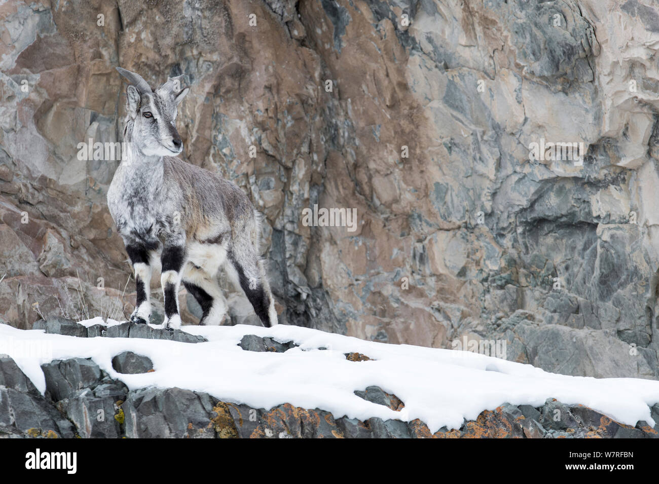 Himalayan Blue sheep (Pseudois nayaur) Hemas National Park, Ladakh ...