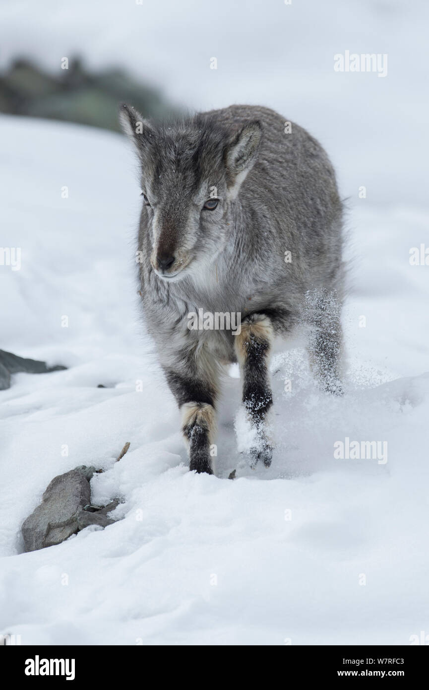 Young Himalayan Blue sheep (Pseudois nayaur) Hemas National Park ...