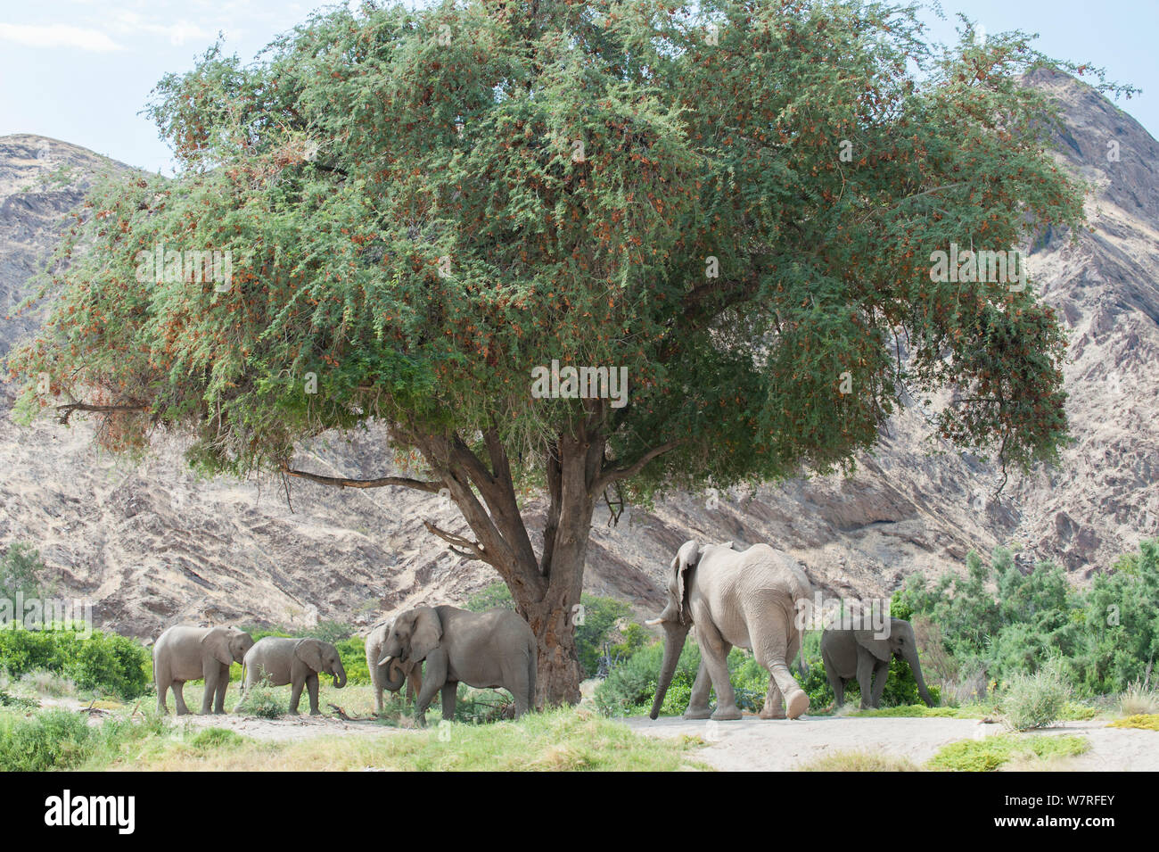 African elephants (Loxodonta africana) in shade of a tree, Kaokoveld ...