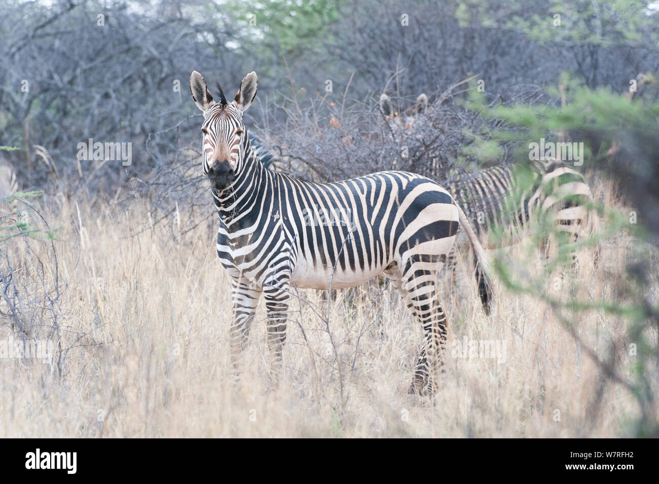 Hartmann's Mountain Zebra (Equus hartmannae) Damaraland, Namibia Stock ...