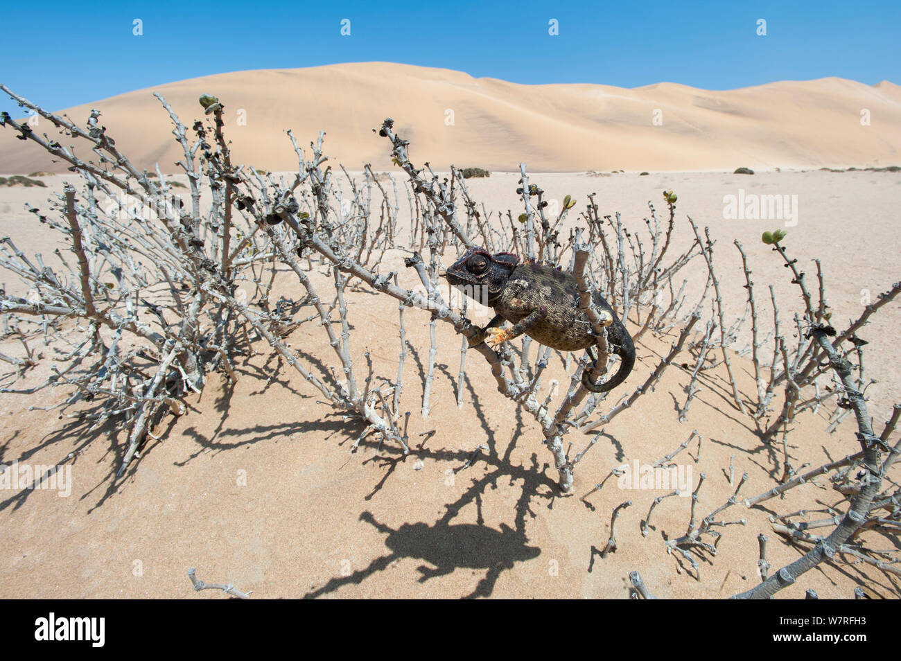 Desert Chameleon (Chamaeleo namaquensis) in bush, Namib desert, Namibia ...