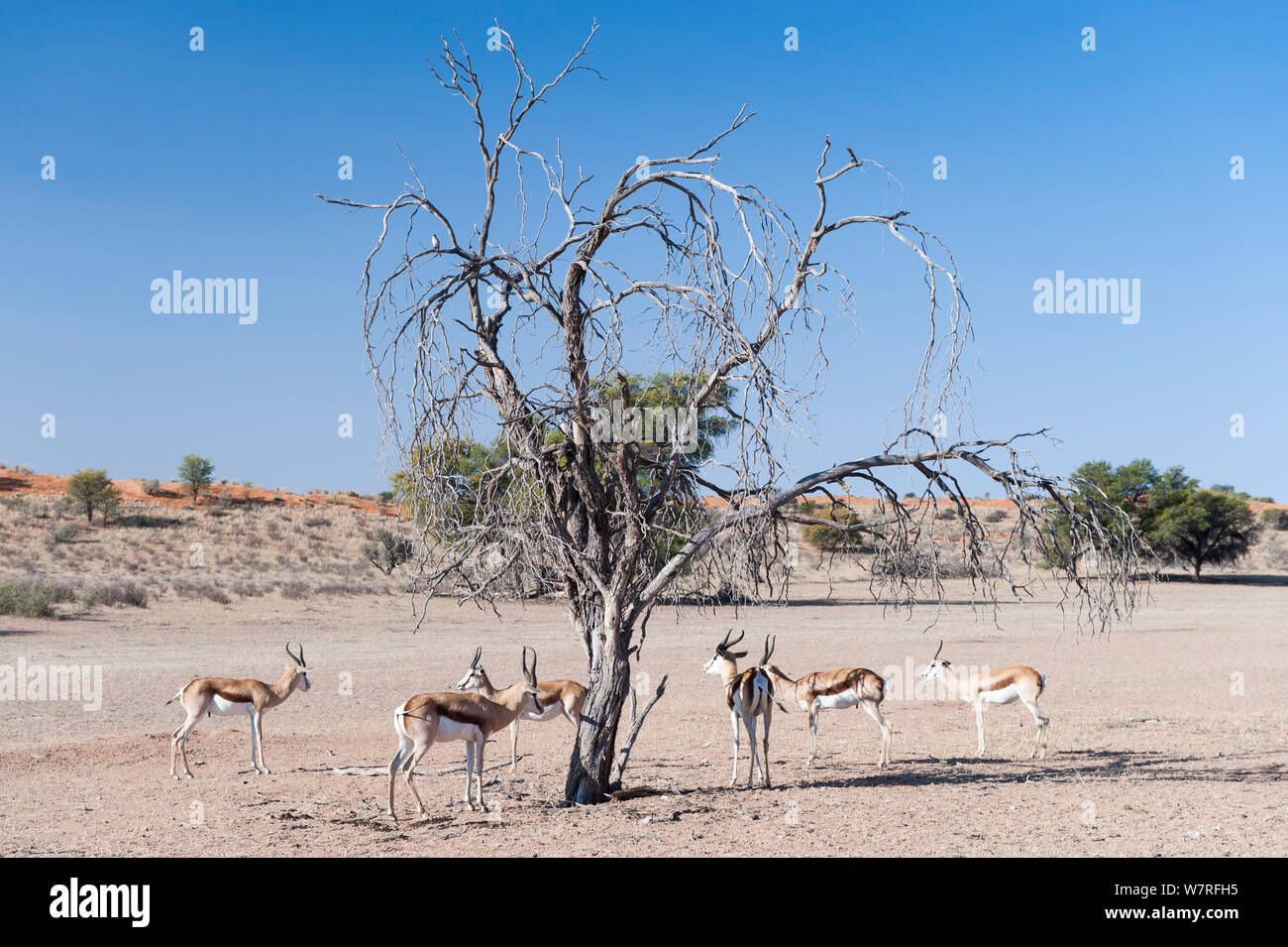 Springbok (Antidorcas marsupialis) seek shade under tree, Kgalagadi ...